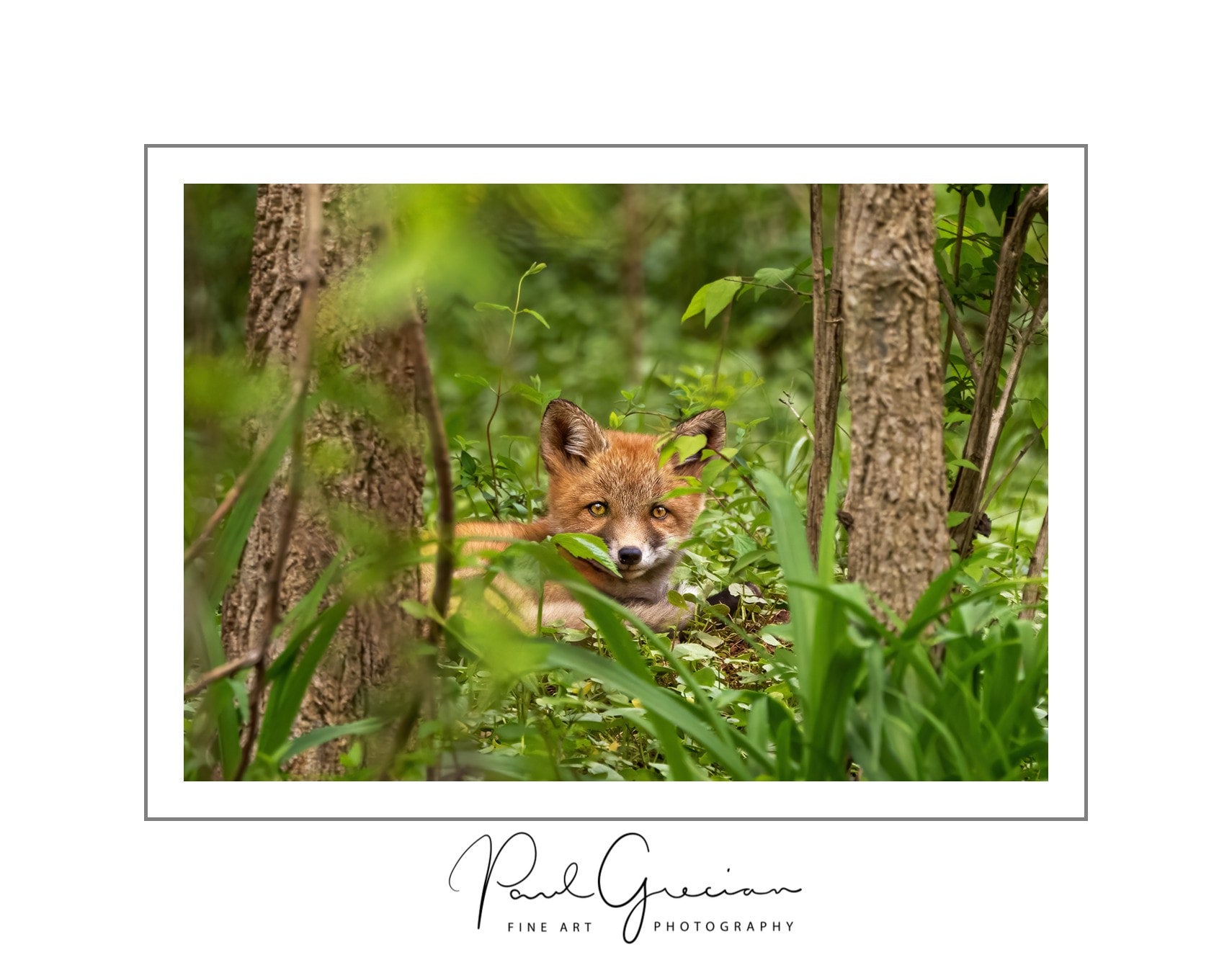 Forest Bather | Paul Grecian - Photography