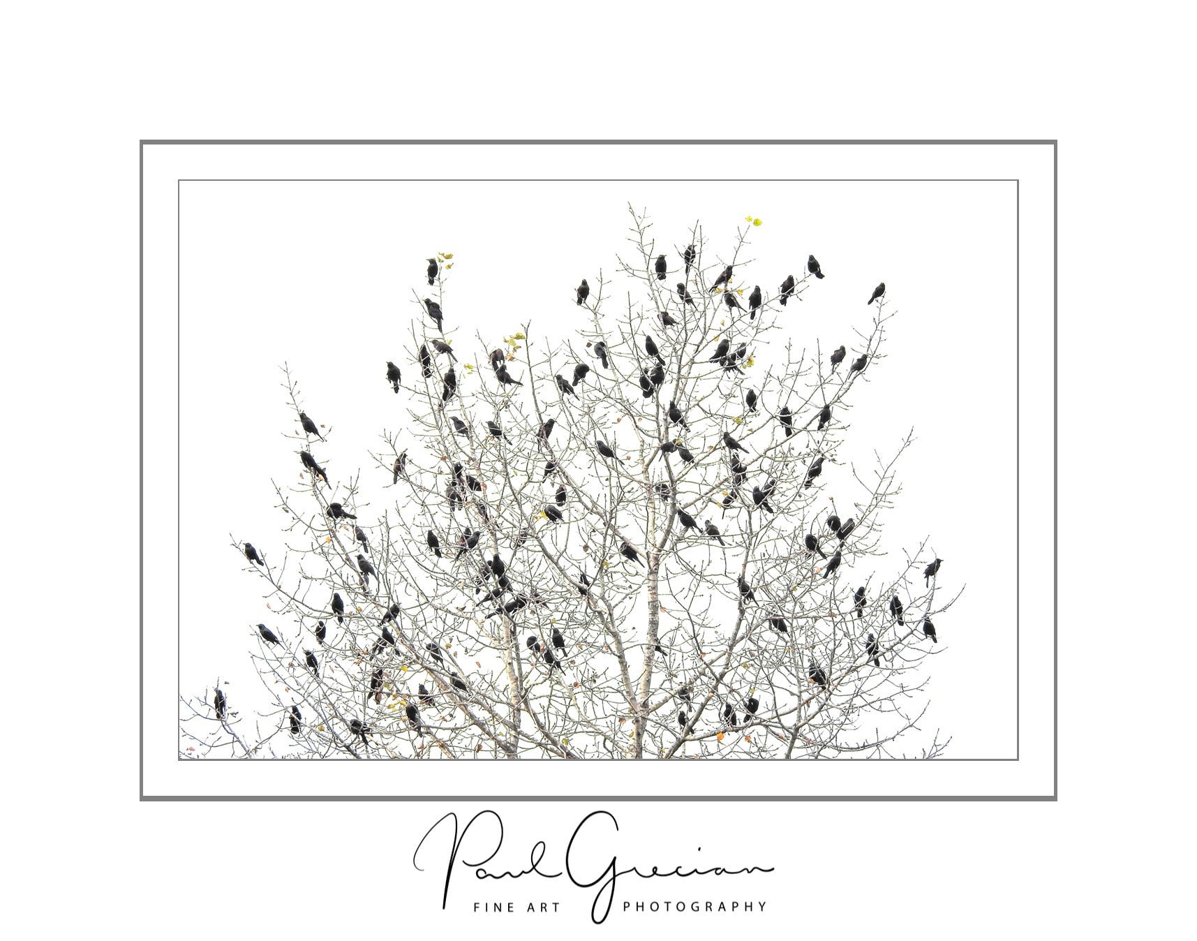The Bird Tree | Paul Grecian - Photography