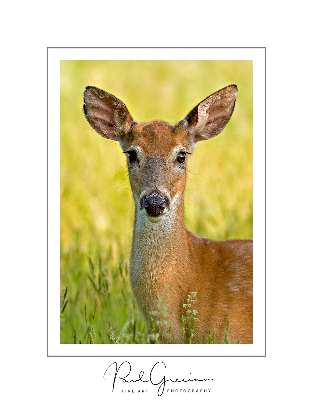 Nubs | Paul Grecian - Photography